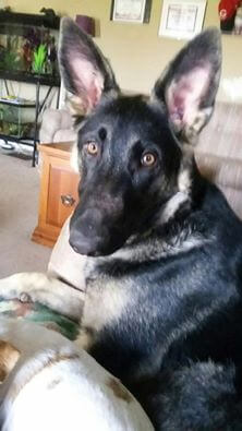 dog german shepherd - ASL Teaching Resources