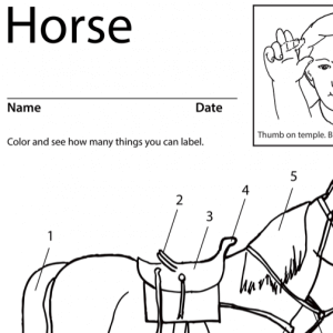 Lesson Plan- Horse - ASL Teaching Resources